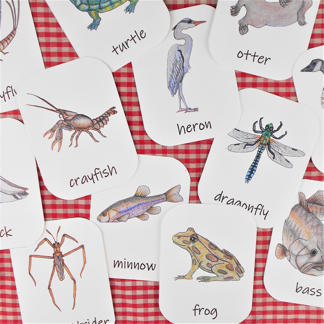 Pond Animals and Plants: Three-part Cards! Montessori-style Flashcards ...