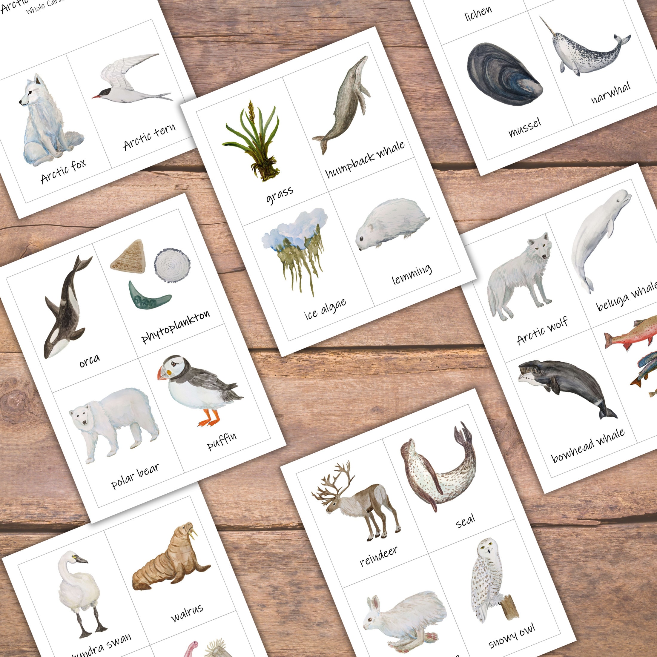 Arctic 3-part Cards: Nomenclature Cards, Arctic Animals, Ecology ...