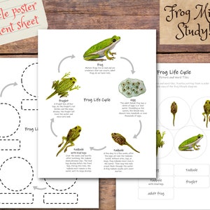 Frog Life Cycle Mini Study: Metamorphosis, Life Cycle Diagrams, Frog ...