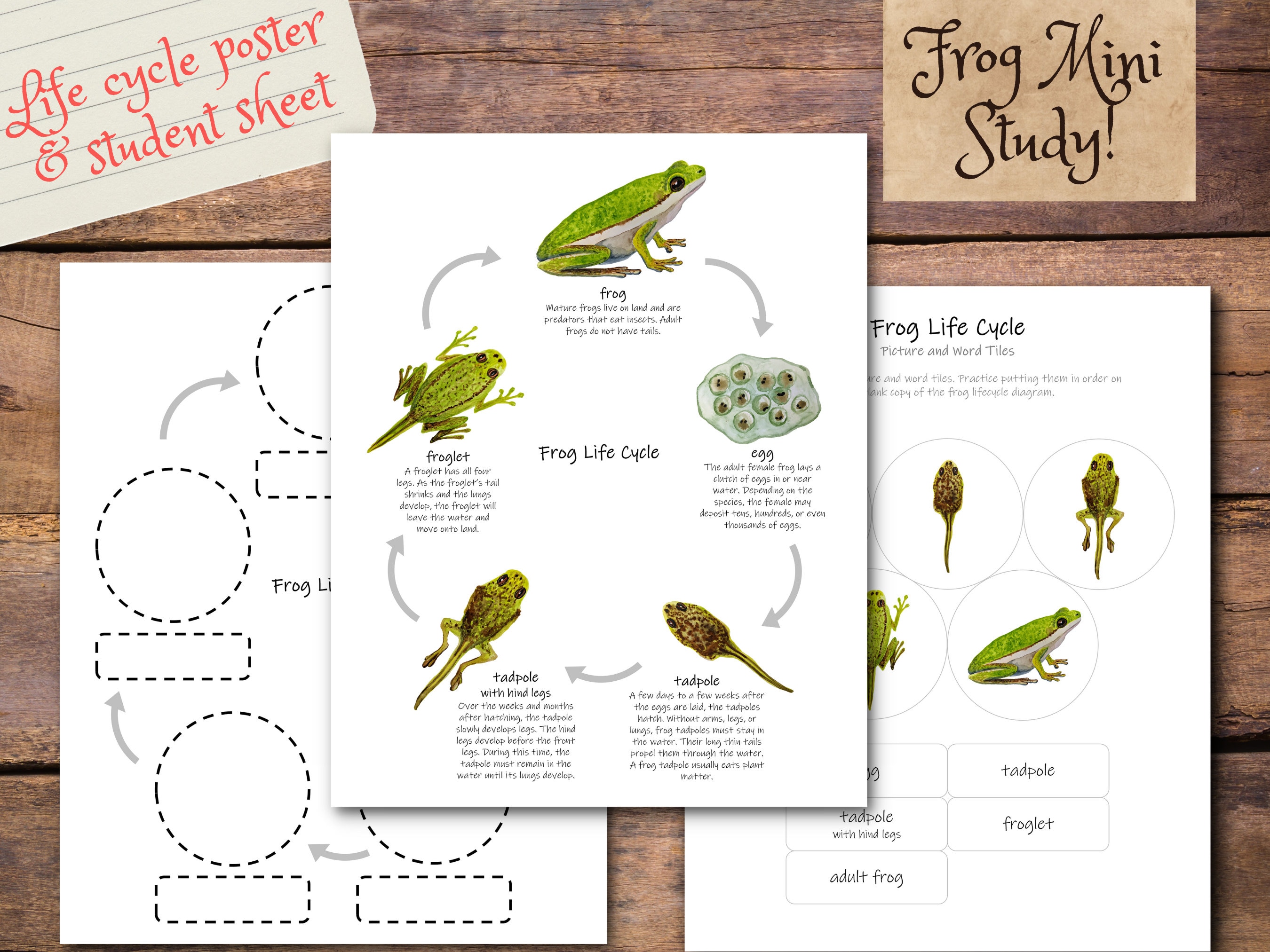 Frog Life Cycle Diagram