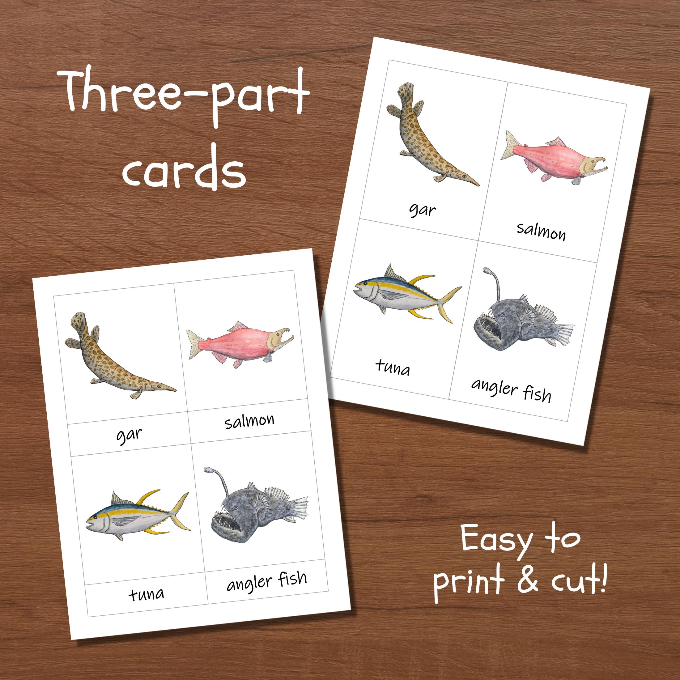 Fish Unit: Printable Handouts, Flashcards, & Activities (PDF Download ...