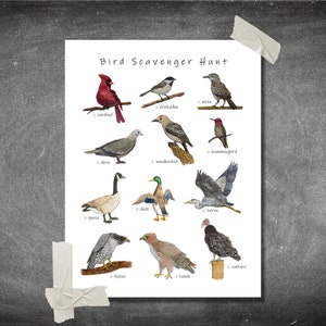 Bird Scavenger Hunt: Bird Watching for Kids, Afterschool Activity, Camp ...