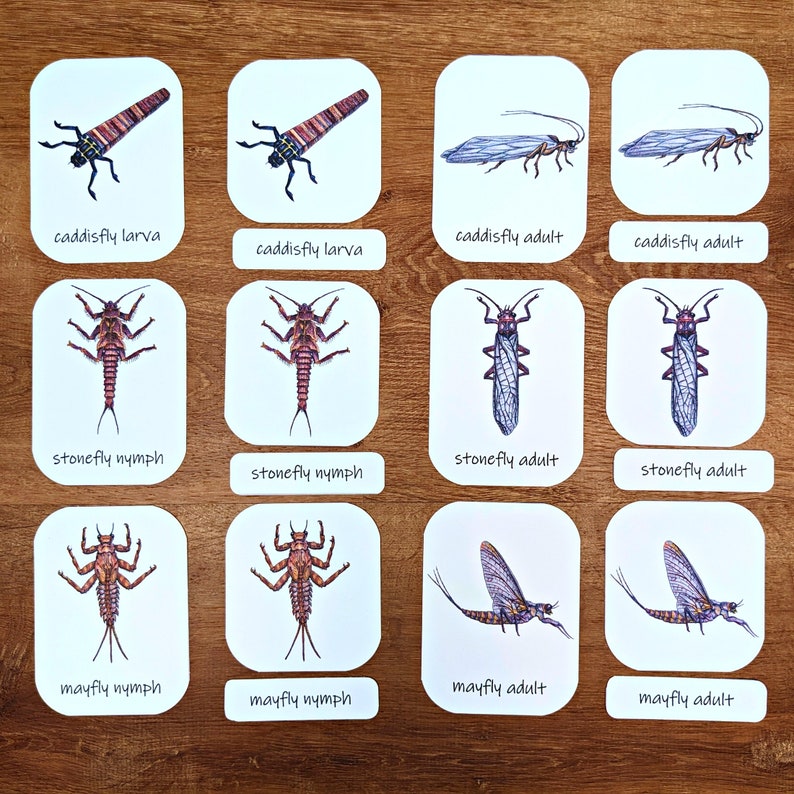Aquatic Macroinvertebrates Three-part Cards: 23 Illustrated Flashcards ...