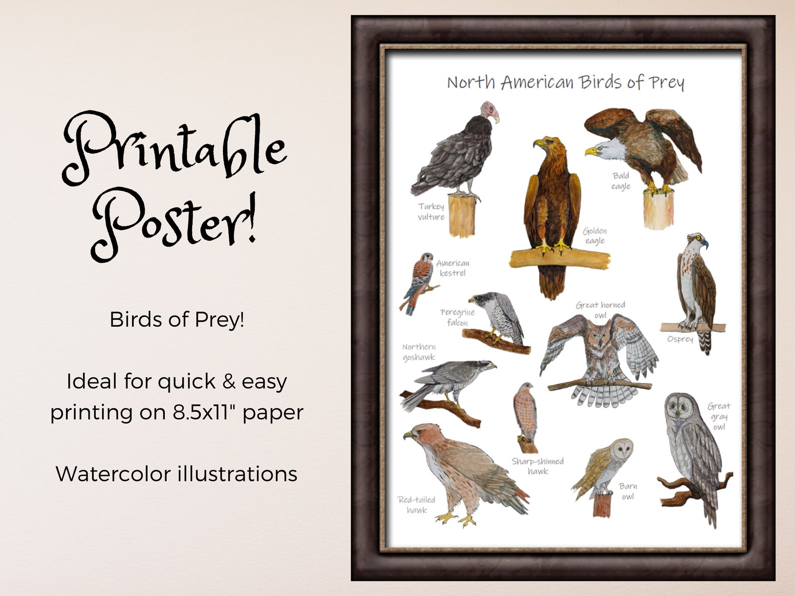 Birds of Prey Print: Classroom Poster, Homeschool Decor, Birding Gift ...