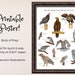 Birds of Prey Print: Classroom Poster, Homeschool Decor, Birding Gift ...