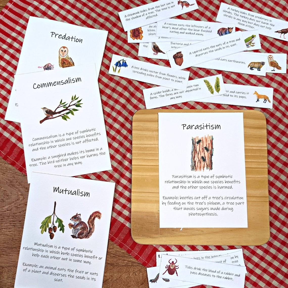 Symbiotic Relationships Mini Study: Forest Ecosystem Lesson - Etsy