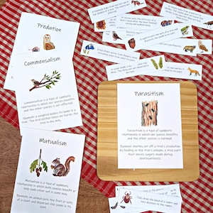 Symbiotic Relationships Mini Study: Ecology Homeschool Printables (PDF ...