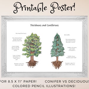 Conifer Vs Deciduous Trees: Printable Classroom Poster for Tree ...