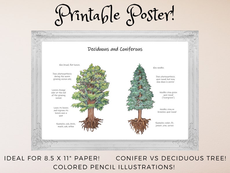 Conifer Vs Deciduous Trees: Printable Classroom Poster for Tree ...