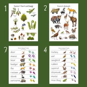 Forest School Prints Bundle: 13 Printable Classroom Posters for Nature ...
