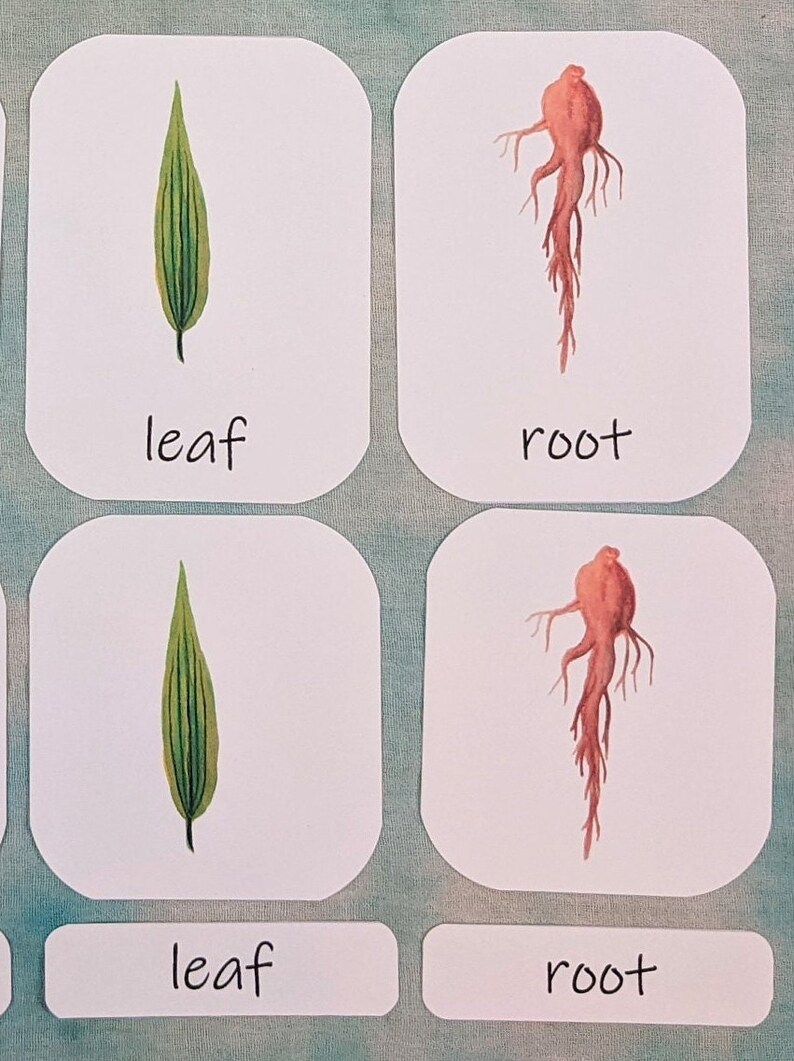 Parts of a Plant Three-part Cards: Montessori-style - Etsy