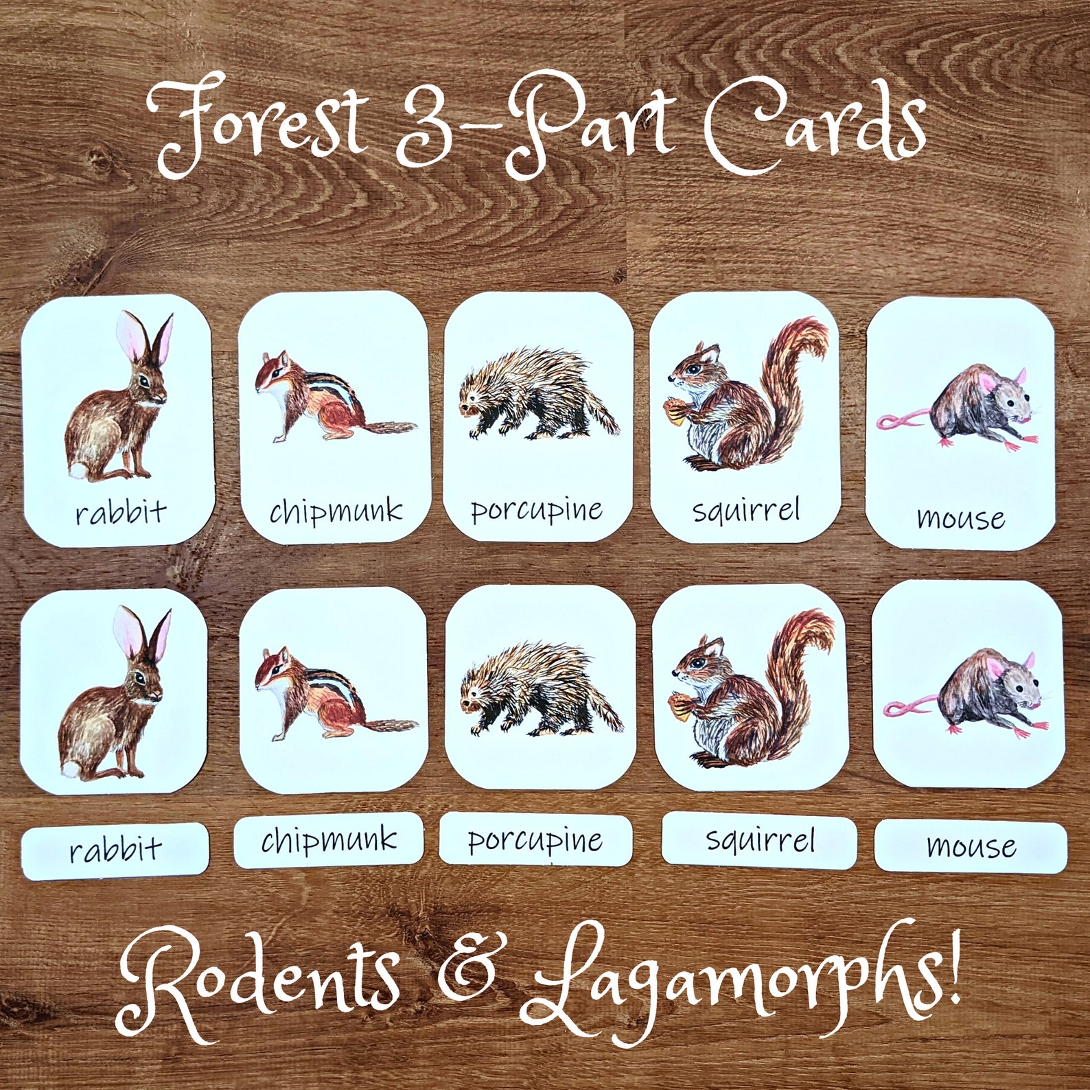 30 Forest Flashcards: Three-part Cards With Forest Animals, Plants, and ...