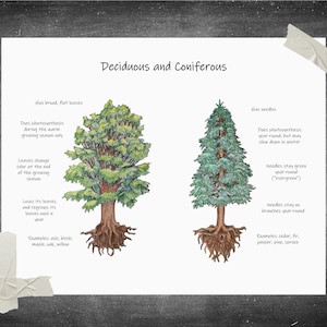 Conifer Vs Deciduous Trees: Printable Classroom Poster for Tree ...