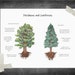 Conifer Vs Deciduous Trees: Printable Classroom Poster for Tree ...