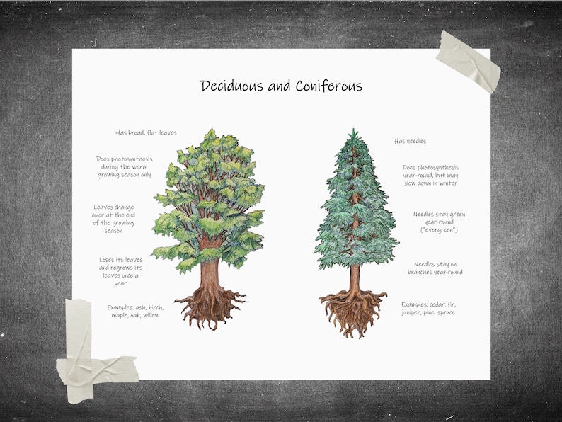 Conifer Vs Deciduous Trees: Printable Classroom Poster for Tree ...