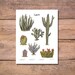 Saguaro Cactus: Classroom Set With Posters Readings & - Etsy