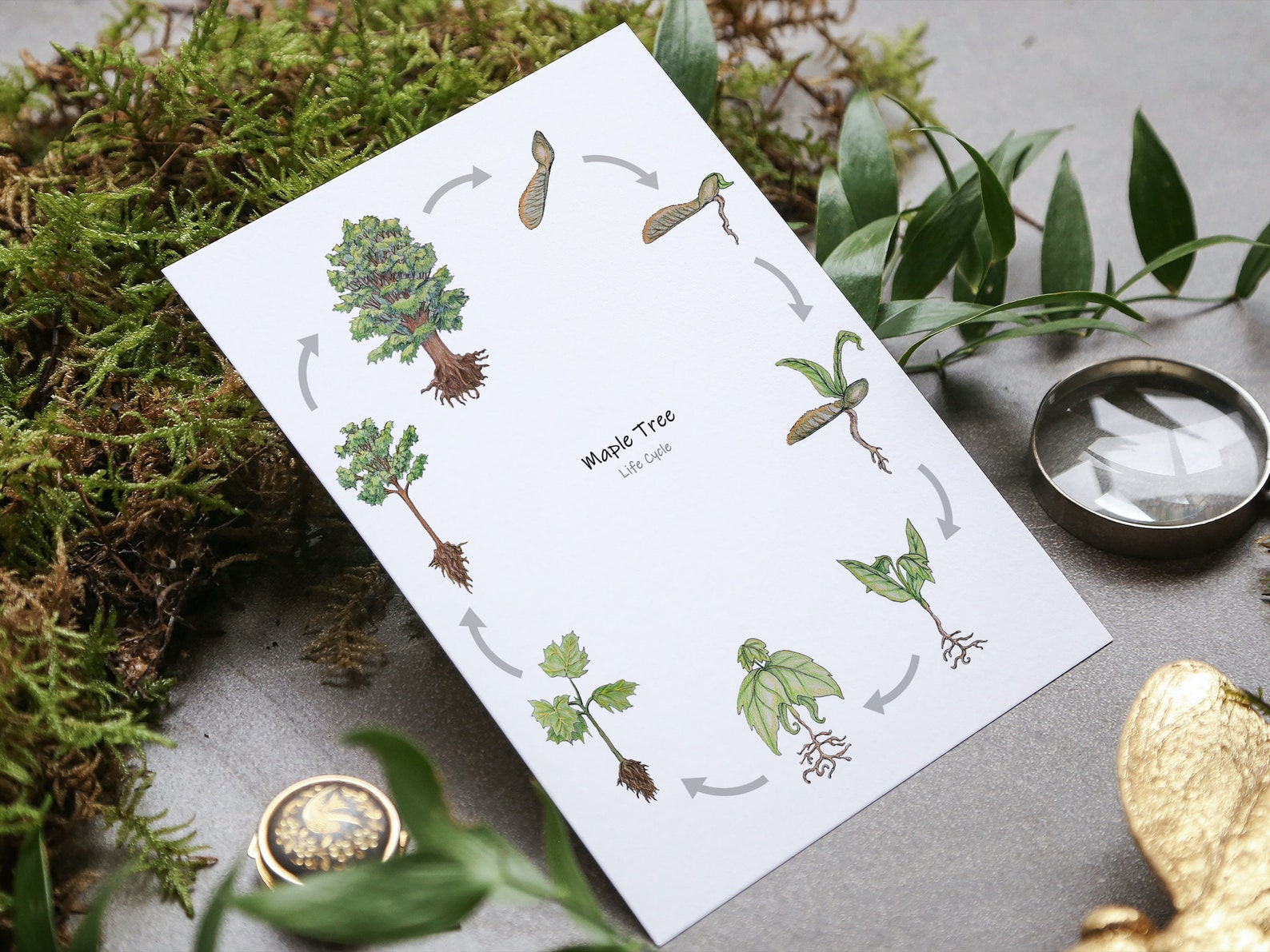 Maple Tree Life Cycle Poster: Printable Classroom Poster - Etsy Australia