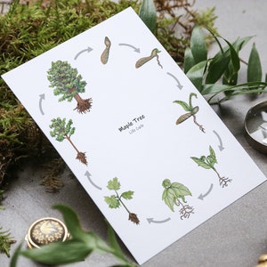 Maple Tree Life Cycle Poster: Printable Classroom Poster, Homeschool ...