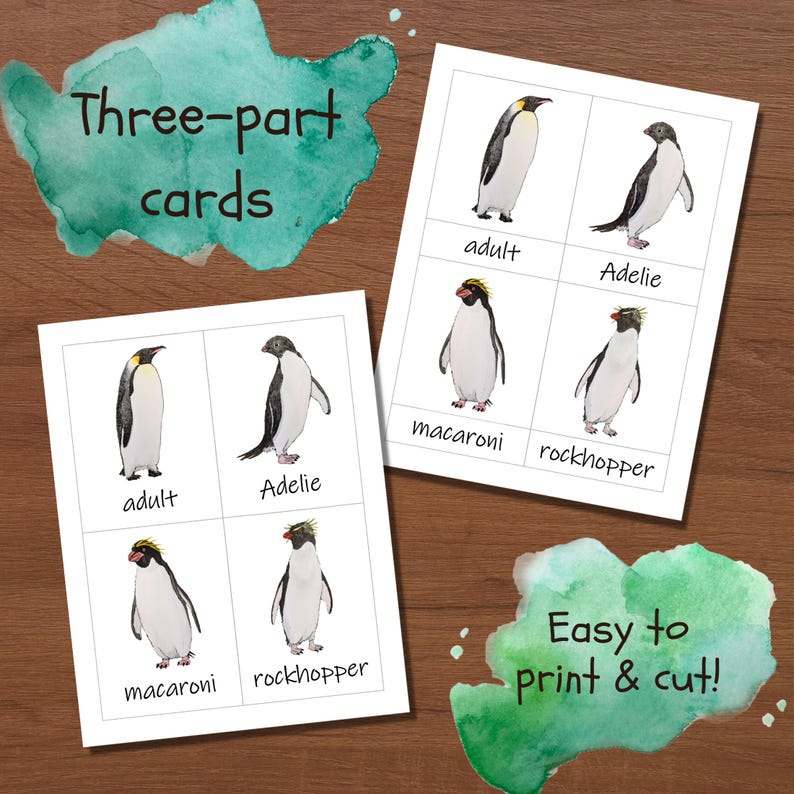 Penguin Flashcards: Watercolor Nomenclature Cards (PDF Download) - Etsy