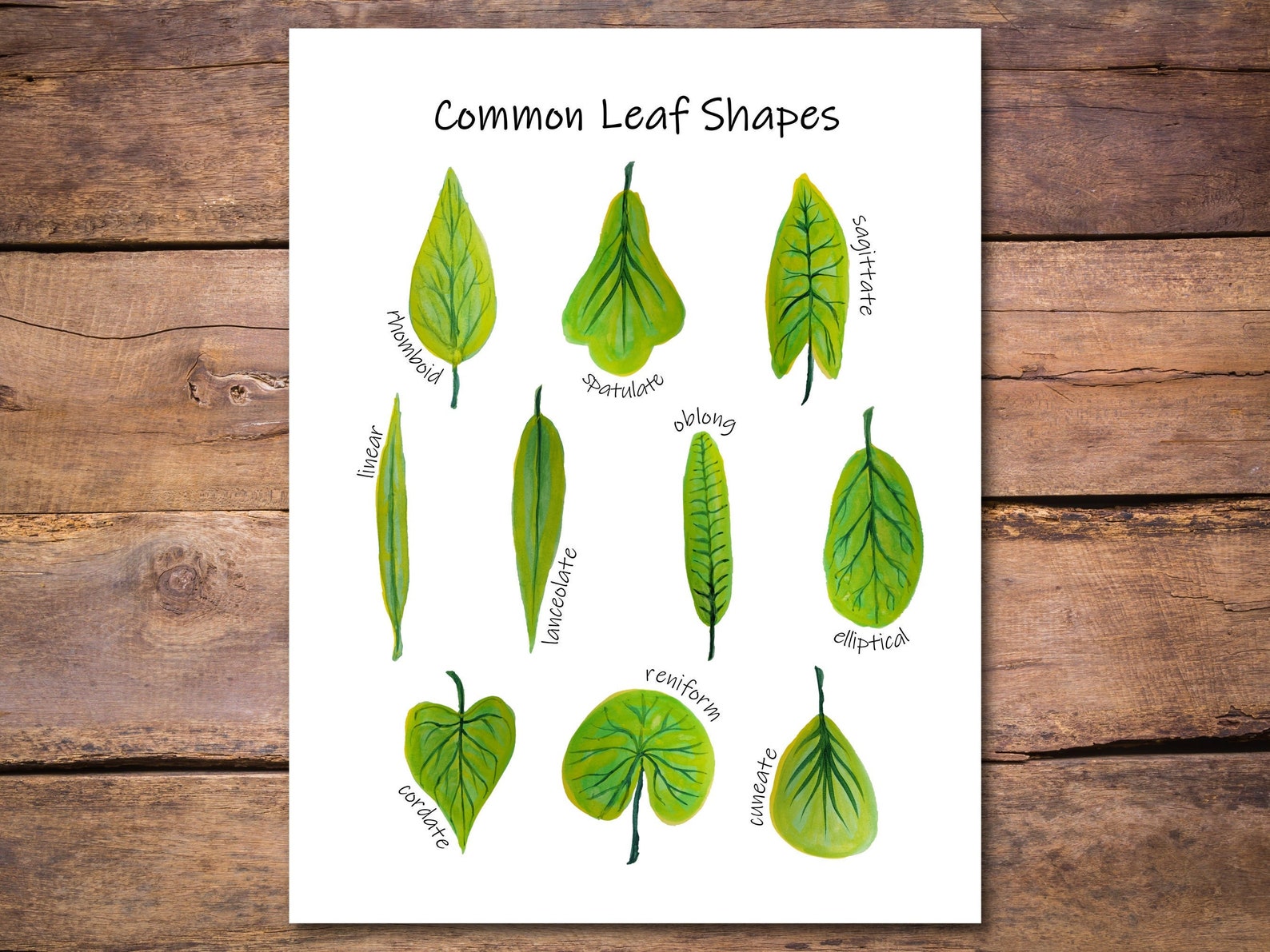 Leaf Shapes: Printable Classroom Poster, Types of Leaves, Nature Study ...