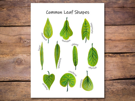 Leaf Shapes Poster: Common Types of Leaves Printable - Etsy