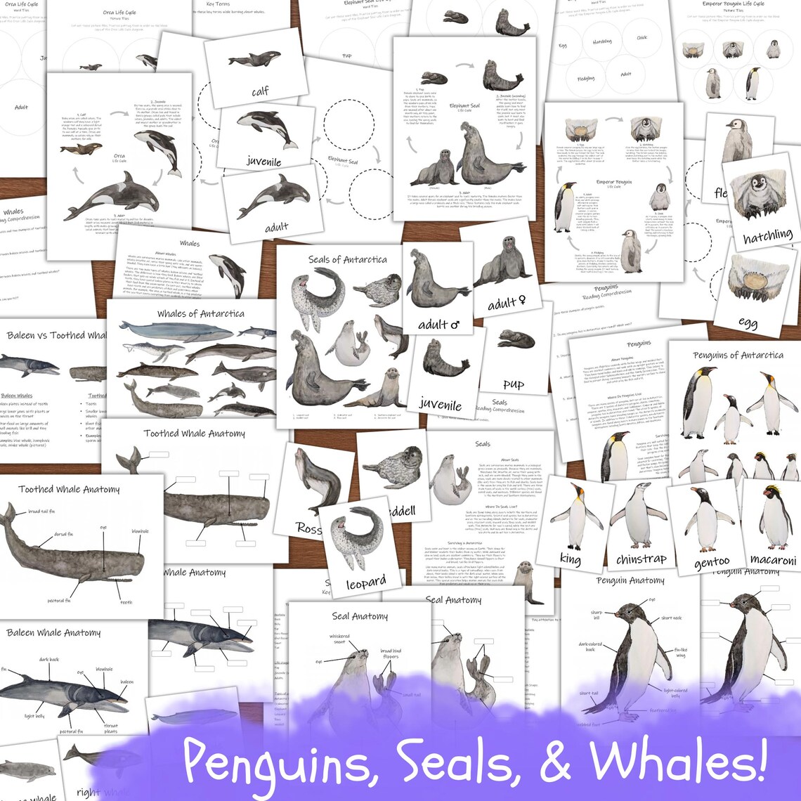 Arctic & Antarctica Polar Science Unit Bundle: Homeschool Printable ...