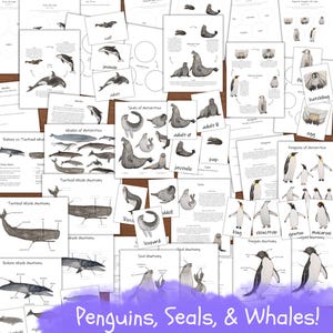 Arctic & Antarctica Polar Science Unit Bundle: Homeschool Printable ...