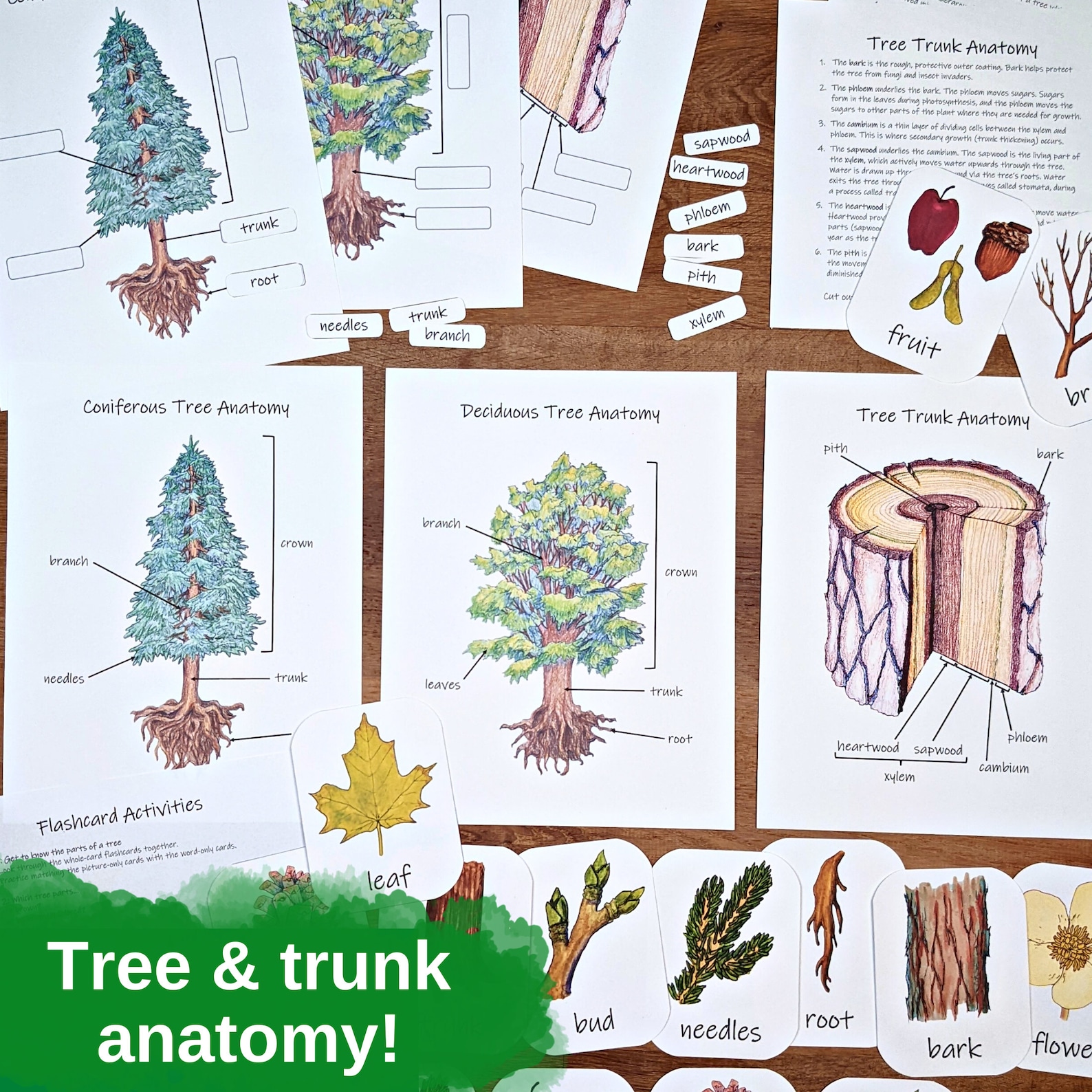 Trees Unit: HUGE Tree Printables Collection Classroom - Etsy