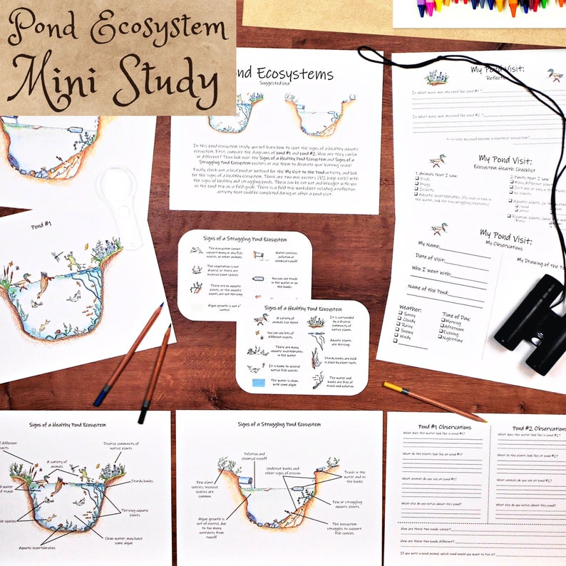 Pond Ecosystem Mini Study: Science Activities and Worksheets - Etsy