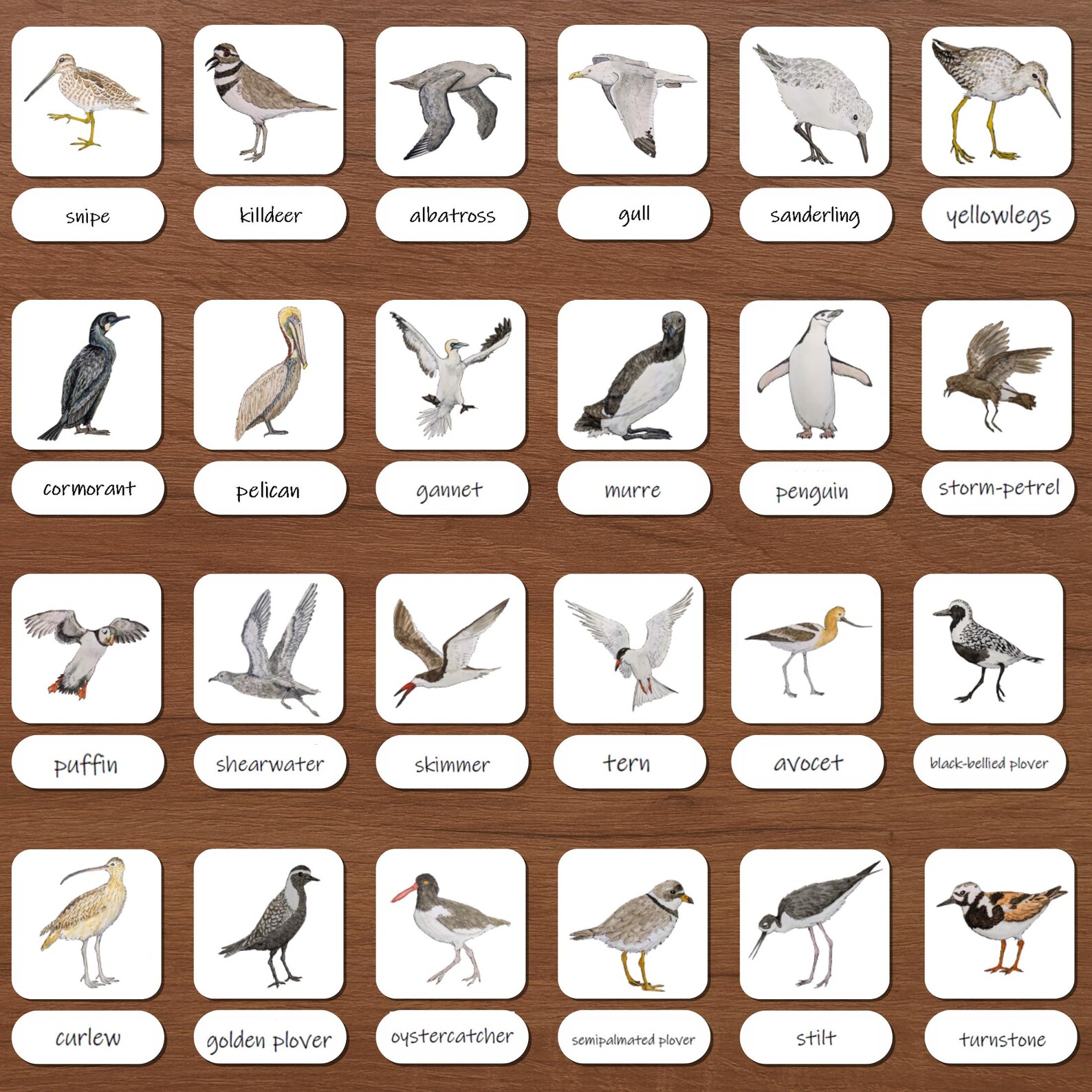 Seabird & Shorebird Three-part Cards: Nomenclature Flashcards ...