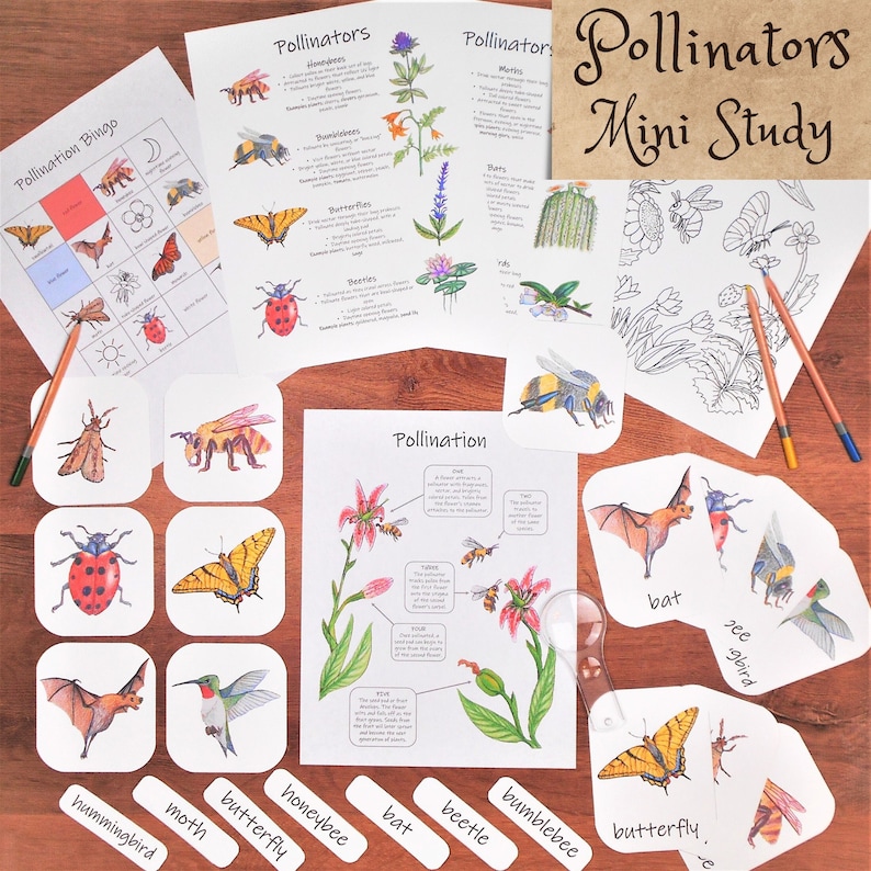 Pollination Mini Study: 3-part Montessori Cards Classroom - Etsy UK