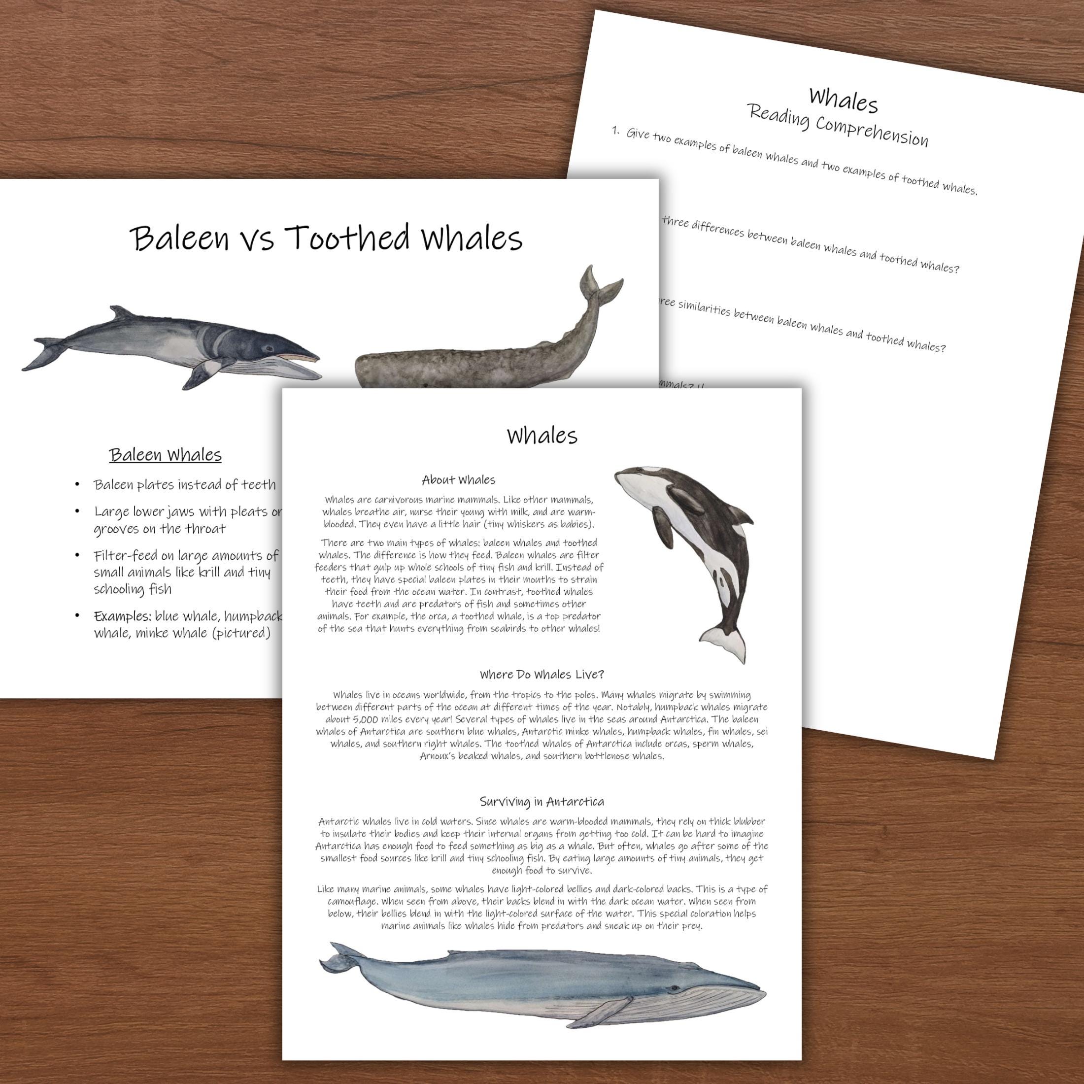 Whales Mini Study: Life Cycle, Anatomy, Types (printable Activity Pack ...