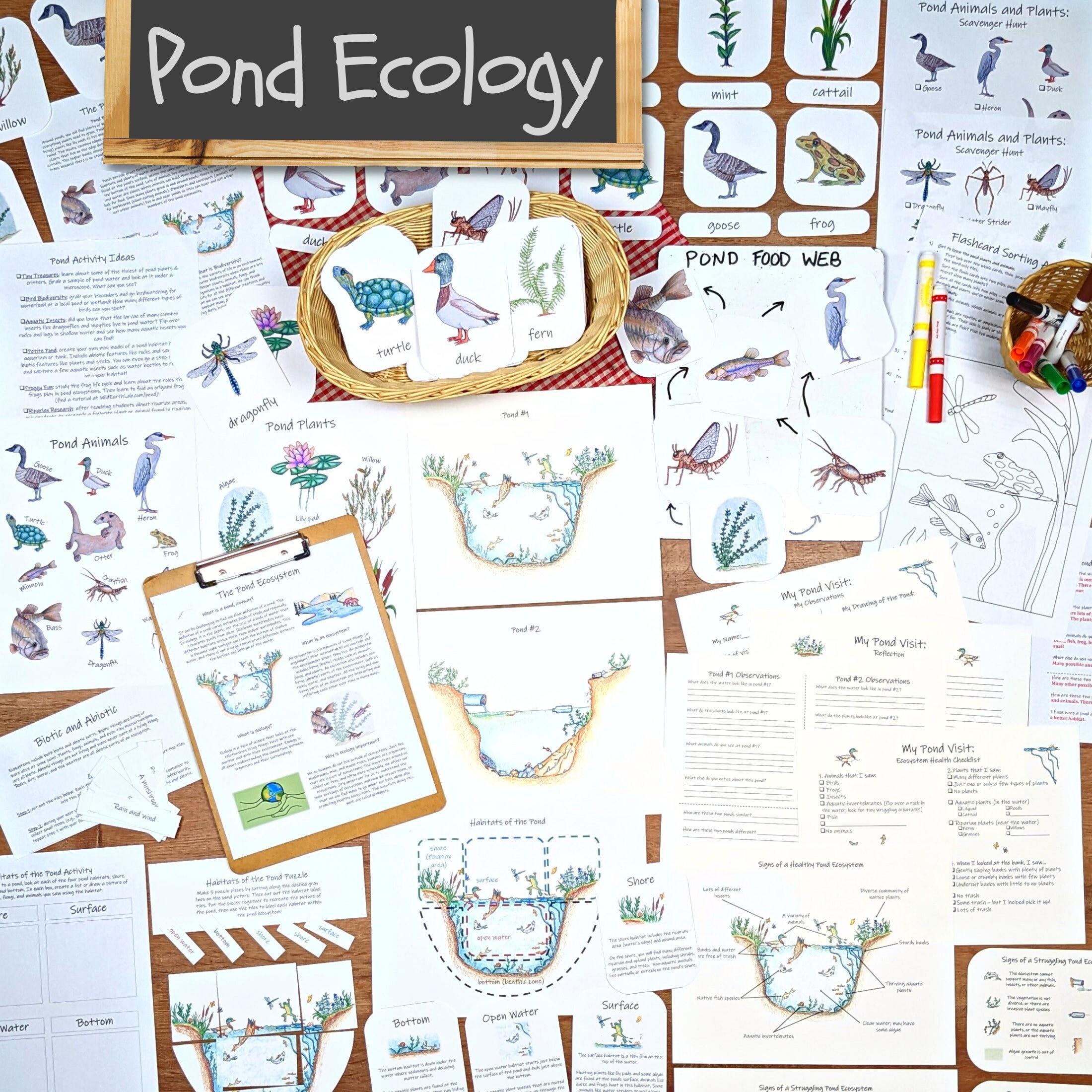 Pond Ecosystem Project