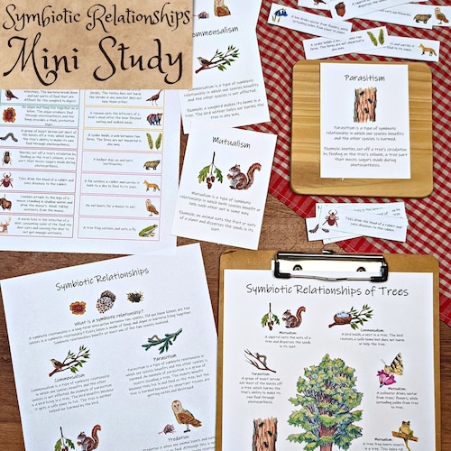 Symbiotic Relationships Mini Study: Forest Ecosystem Lesson - Etsy