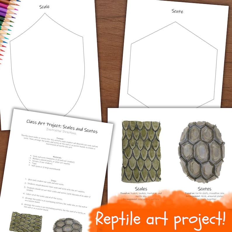 Reptiles Unit: Biodiversity Homeschool Lessons (PDF Download) - Etsy