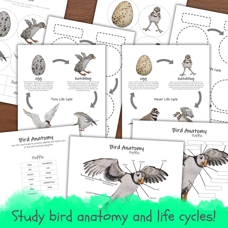 Sea & Shorebirds Unit: Bird Adaptations, Anatomy, Life Cycles (PDF ...
