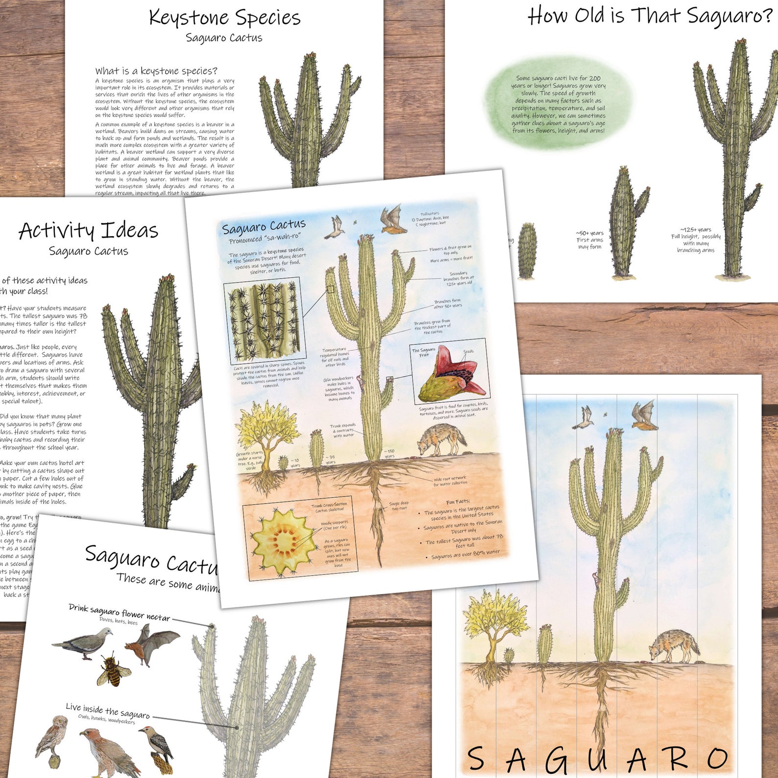 Saguaro Cactus: Classroom Set With Posters, Readings, & Activities ...