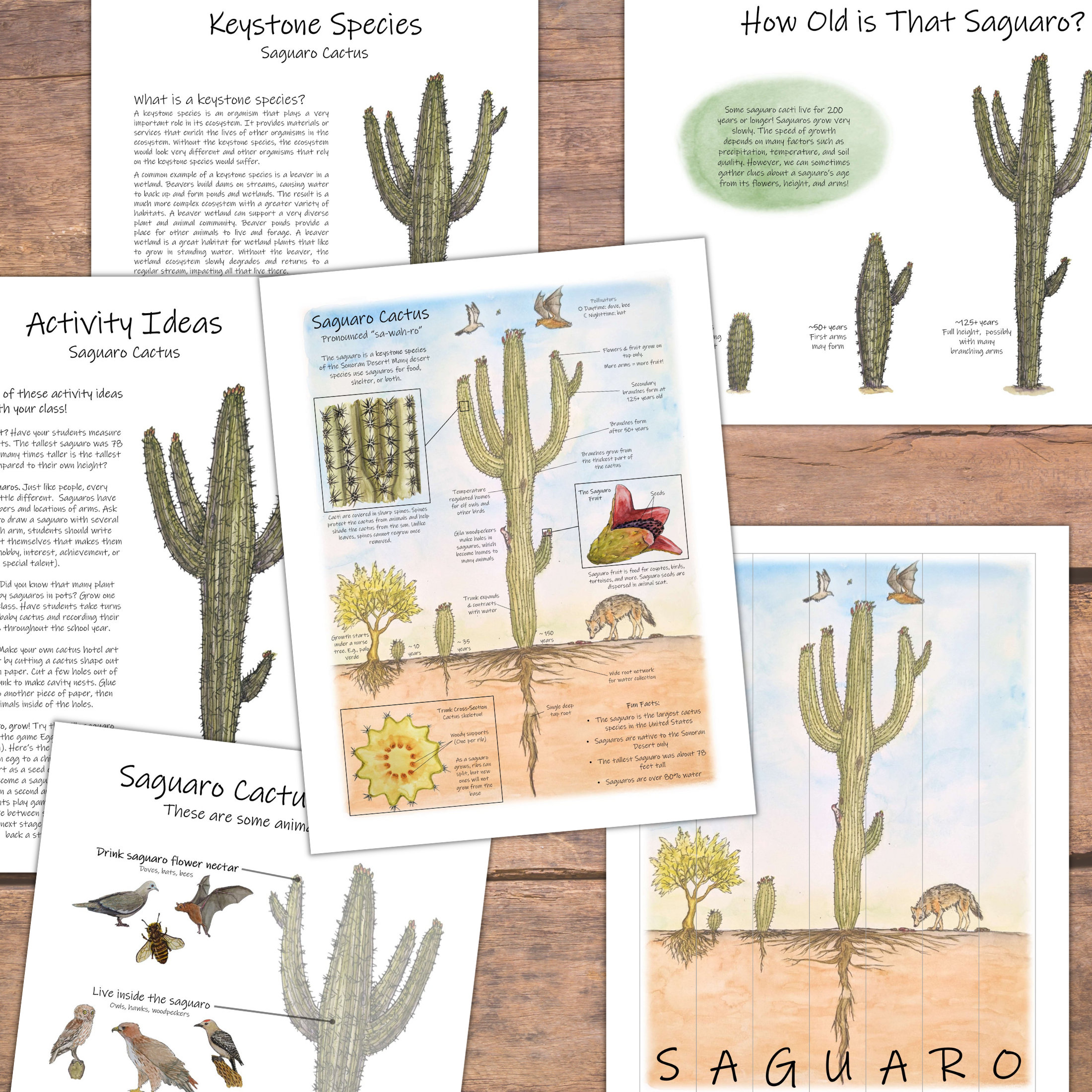 Saguaro Cactus: Classroom Set With Posters, Readings, & Activities ...