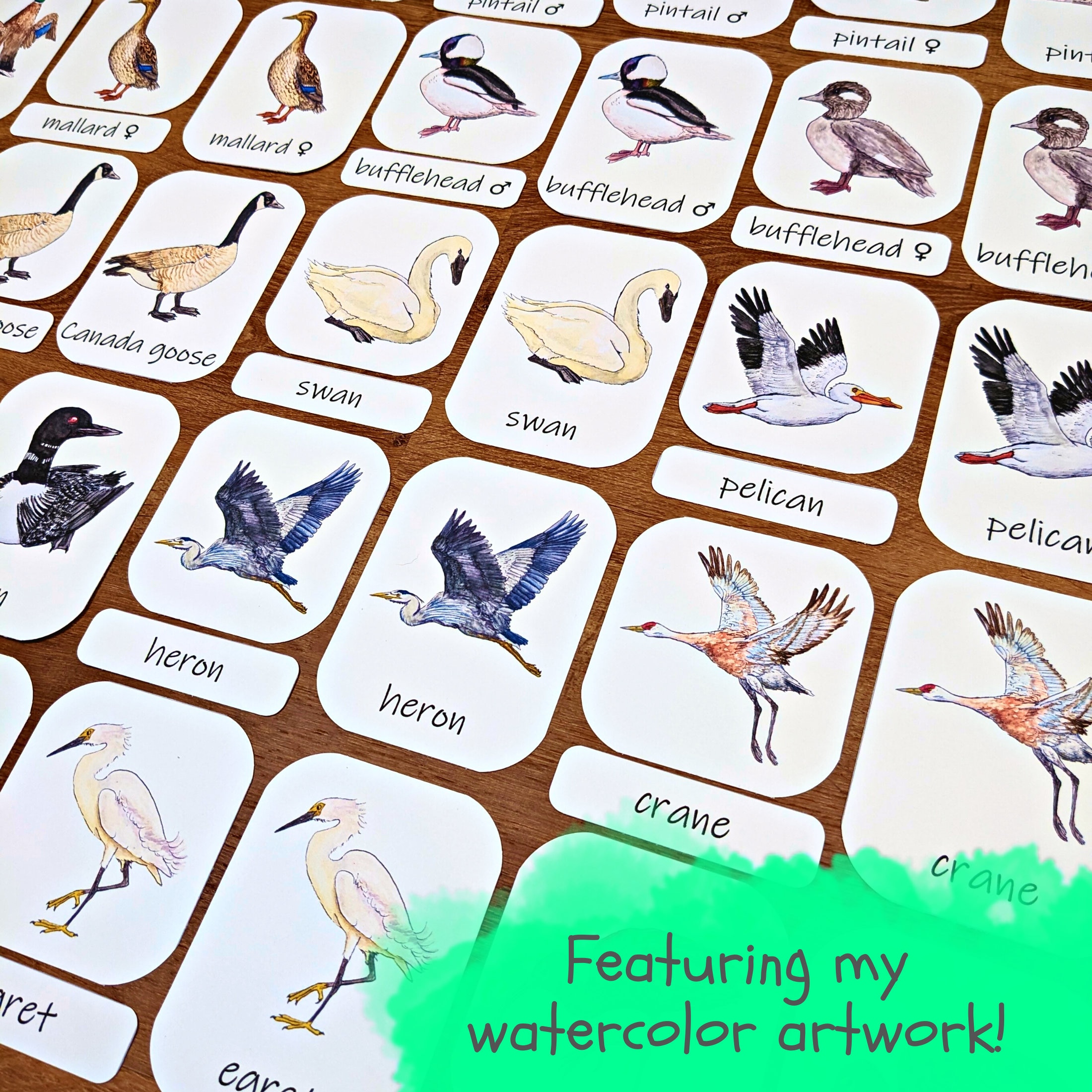 Waterfowl & Waterbirds Unit: Classroom Materials, Homeschool Unit Study ...