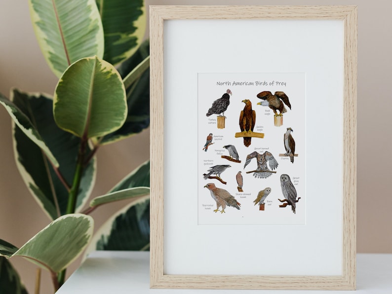 Birds of Prey Print: Classroom Poster, Homeschool Decor, Birding Gift ...