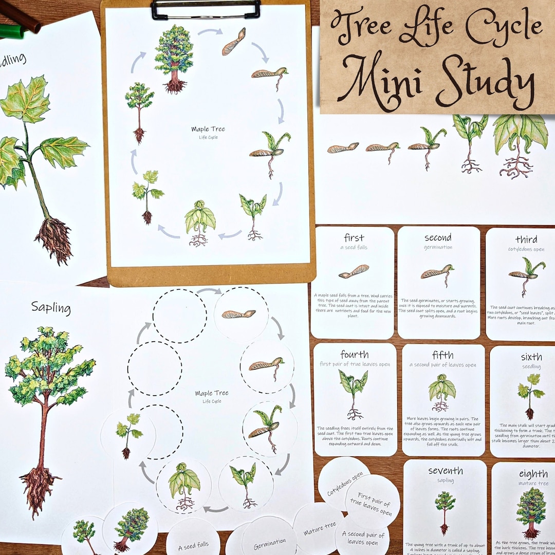 Maple Tree Life Cycle Mini Study: Tree Life Cycle Worksheet, Classroom ...