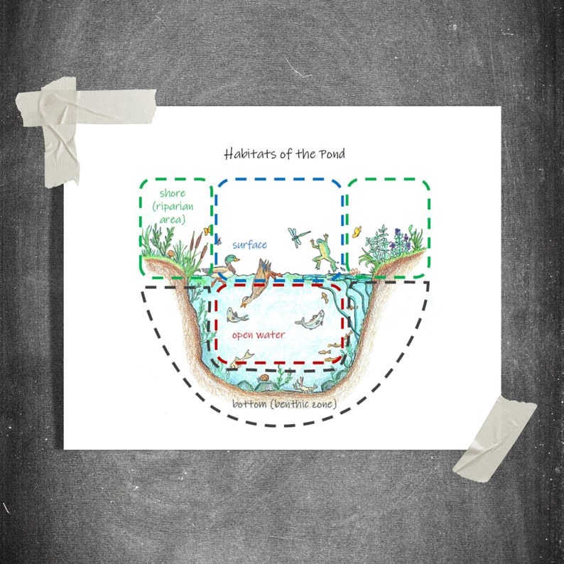 Pond Habitat Mini Study: Science Activity Pack Homeschool - Etsy