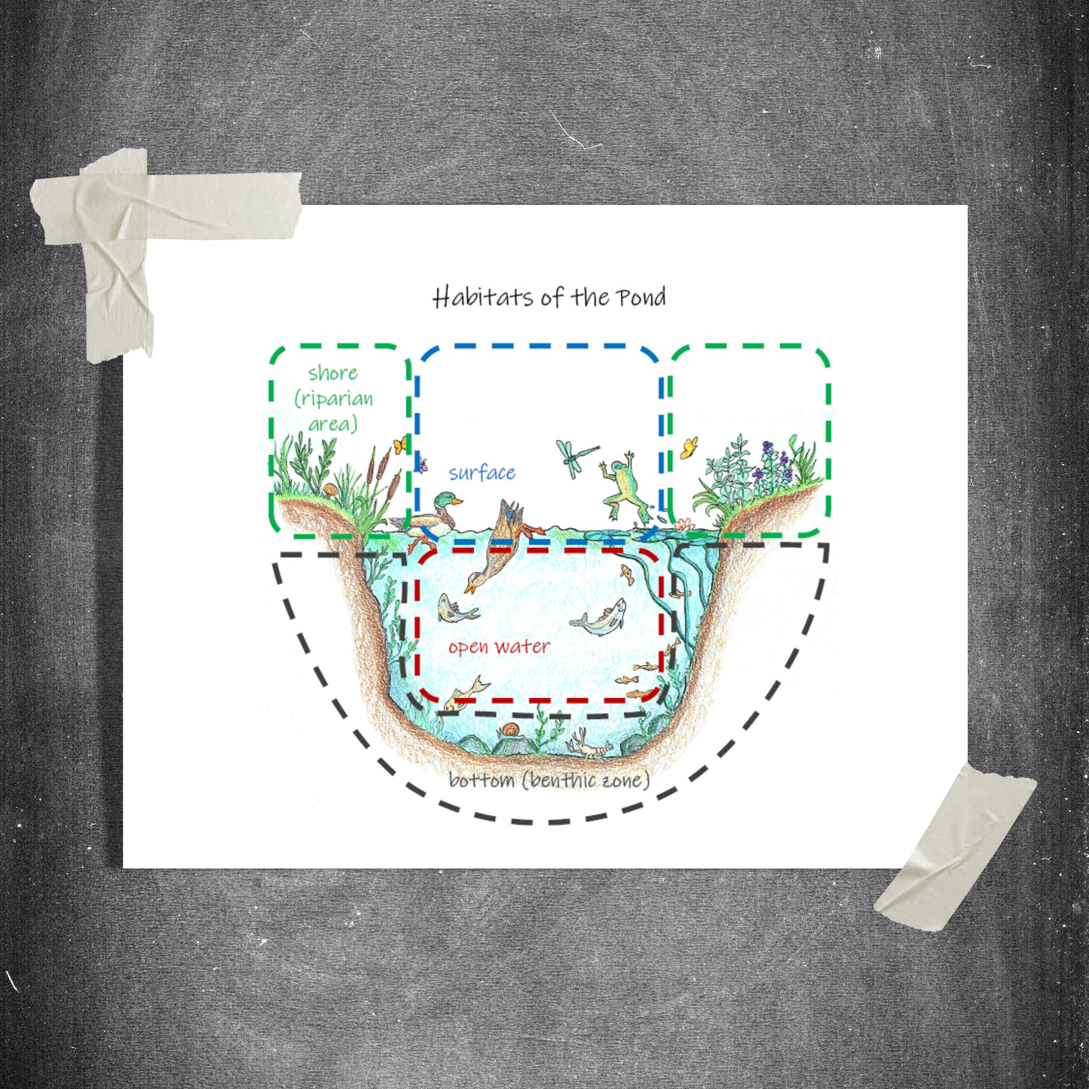 Pond Habitat Mini Study: Science Activity Pack Homeschool - Etsy