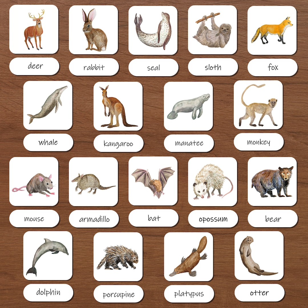 Mammals Flashcards: Three-part Cards, Montessori School, Forest School ...