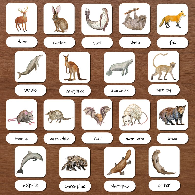 Mammals Flashcards: Watercolor Montessori Three-part Cards (PDF ...