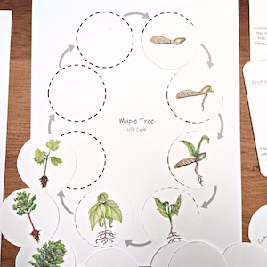 Maple Tree Life Cycle Mini Study: Tree Life Cycle Worksheet, Classroom ...