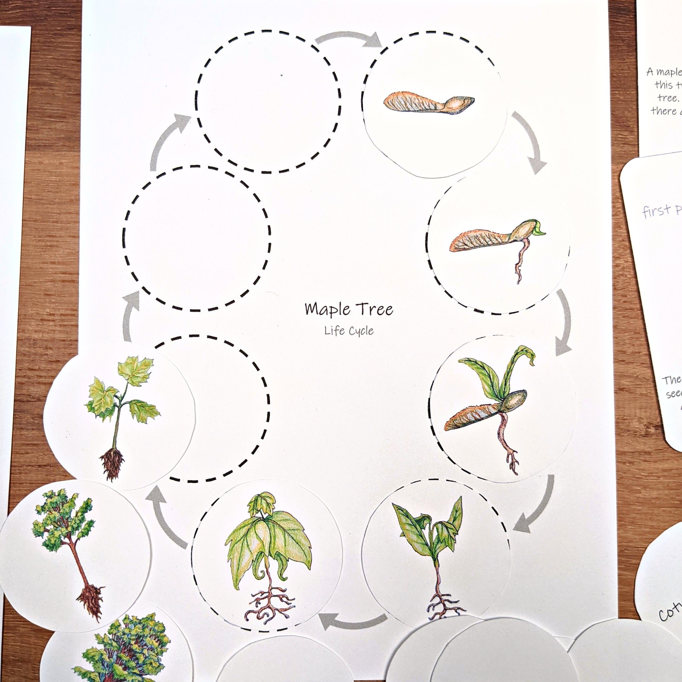 Maple Tree Life Cycle Mini Study: Tree Life Cycle Worksheet, Classroom ...