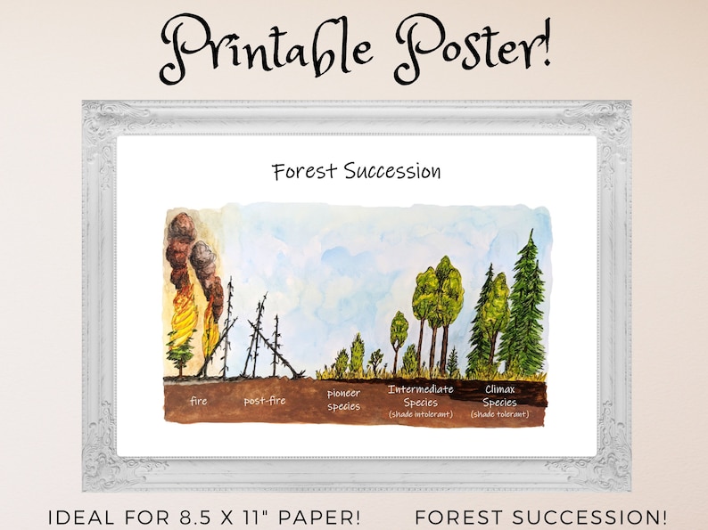 Forest Succession Watercolor Print: Classroom Ecology Poster (PDF ...