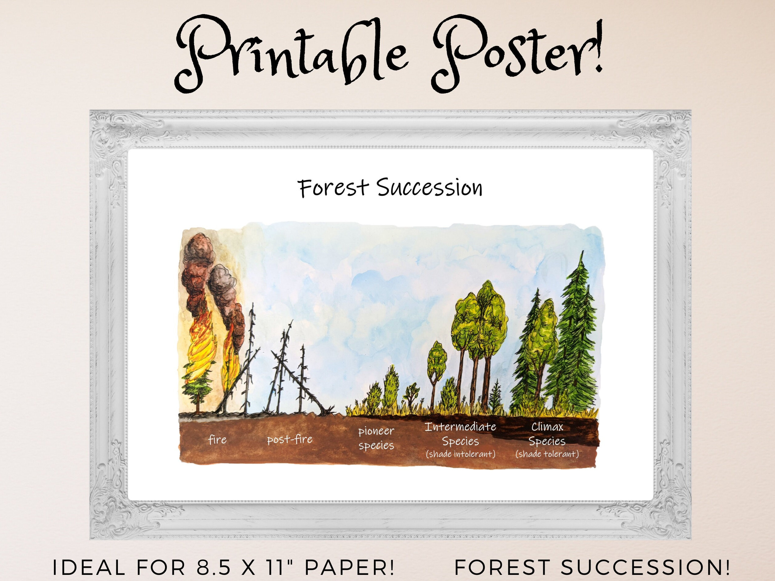 Forest Succession Poster: Watercolor Print of Forest Recovery After a ...