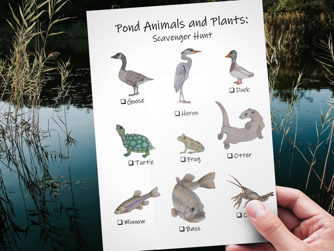 Pond Scavenger Hunt: Printable Game for Kids Wetland Field - Etsy Canada